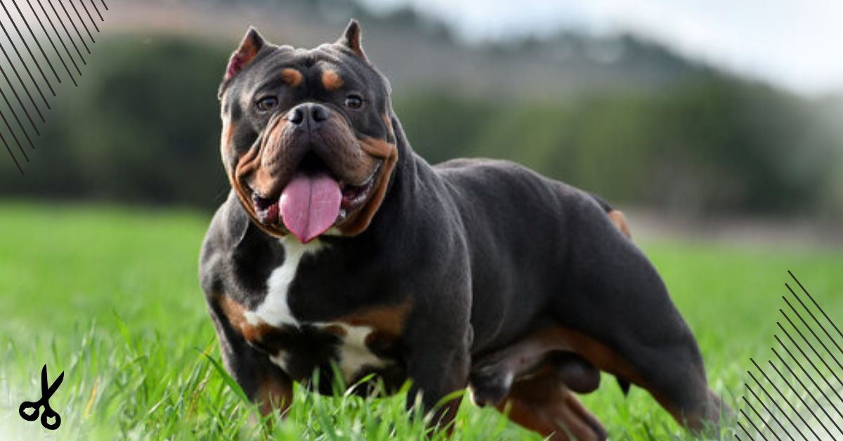 Você sabe o básico para cuidar da pelagem de um American Bully? - Blog da MBS